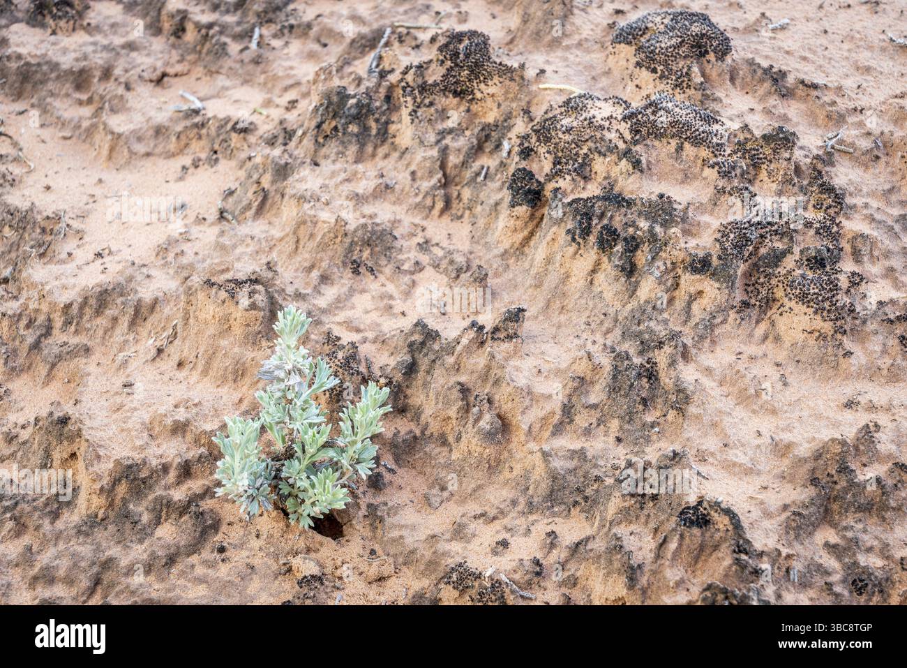 Sage brush plant germinating from a fragile desert cryptobiotic soil crust Stock Photo - Alamy