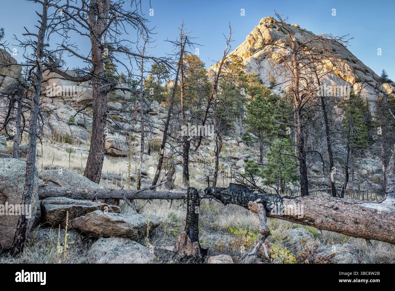 Mountain pine forest destroyed by wildfire at Greyrock near Fort ...
