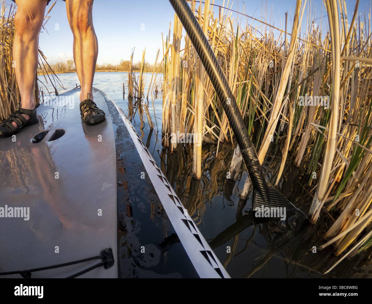 Stand up paddling through reeds on lake, abstract with action camera ...