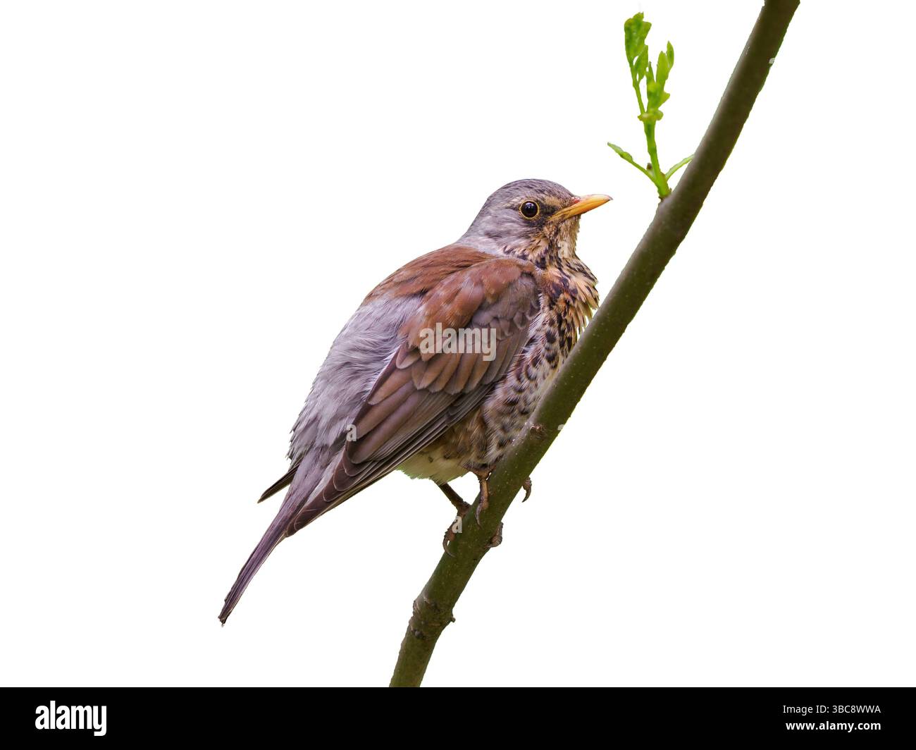 A fieldfare or Turdus pilaris side view, sits on tree branch with young ...