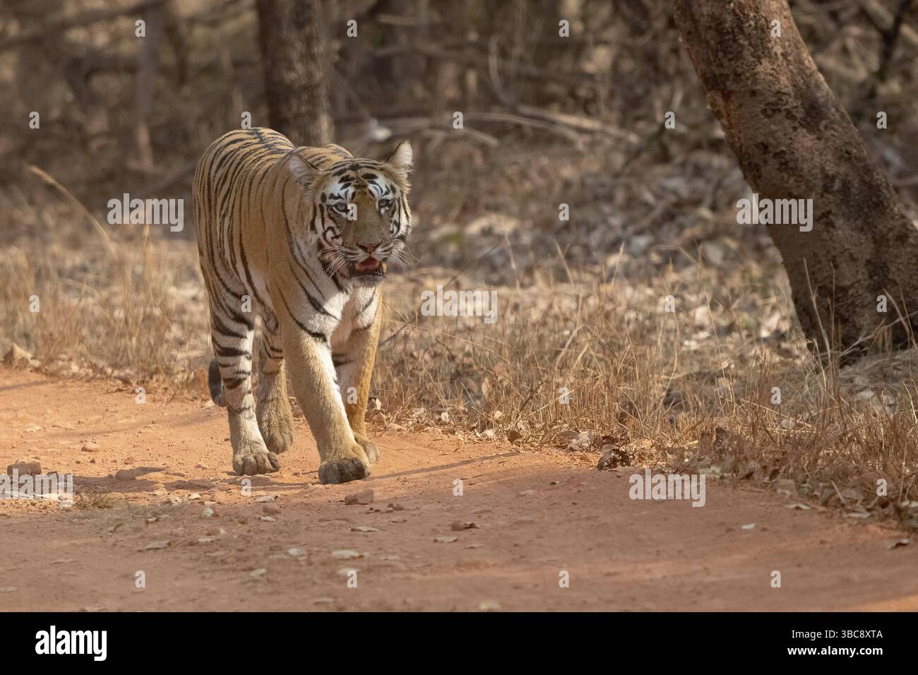 Tiger (Panthera tigris), Bengal tiger or Indian tiger, big cat ...