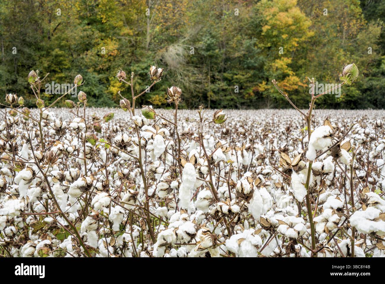 Cotton field and forest in fall colors along Natchez Trace National ...