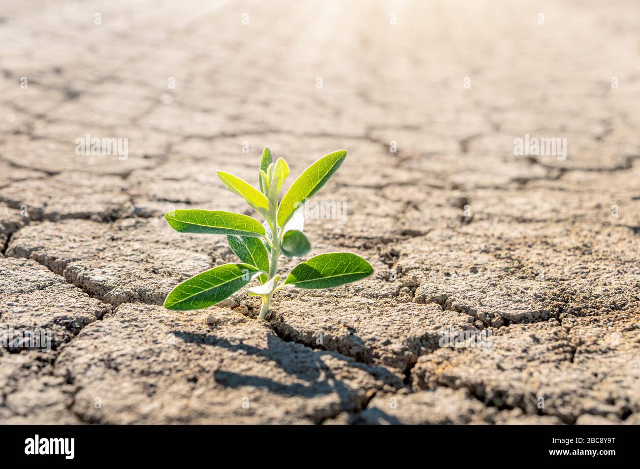 plant sprout growing through dry diert crack in desert Stock Photo - Alamy
