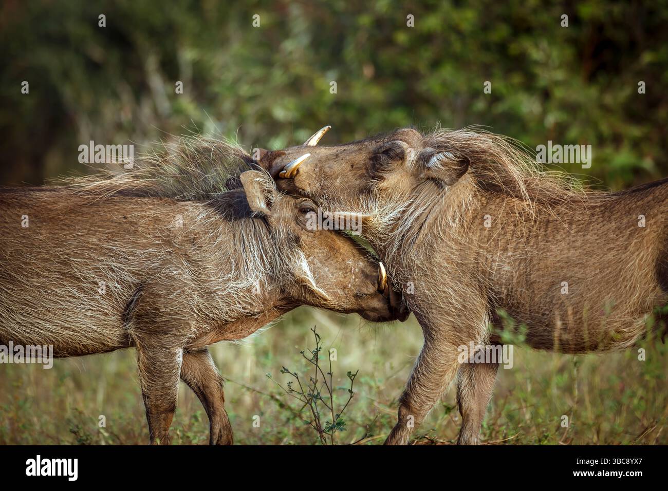 Two Common warthog portrait fighting face to face in greater Kruger ...