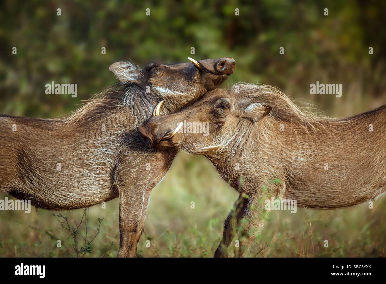 Two Common warthog portrait fighting face to face in greater Kruger ...