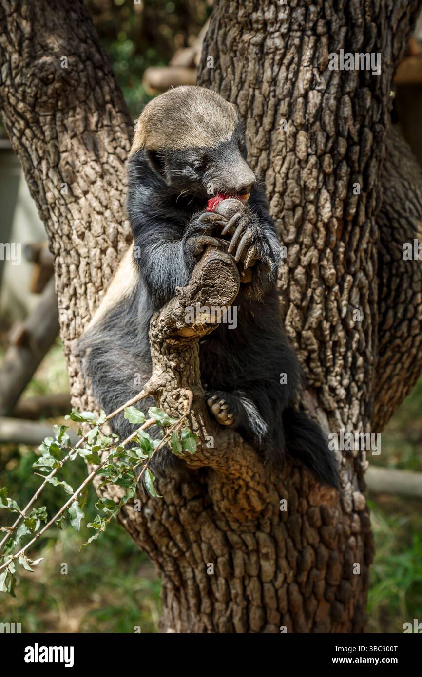 Honey badger eating fruit in a tree in Kruger National park, South ...