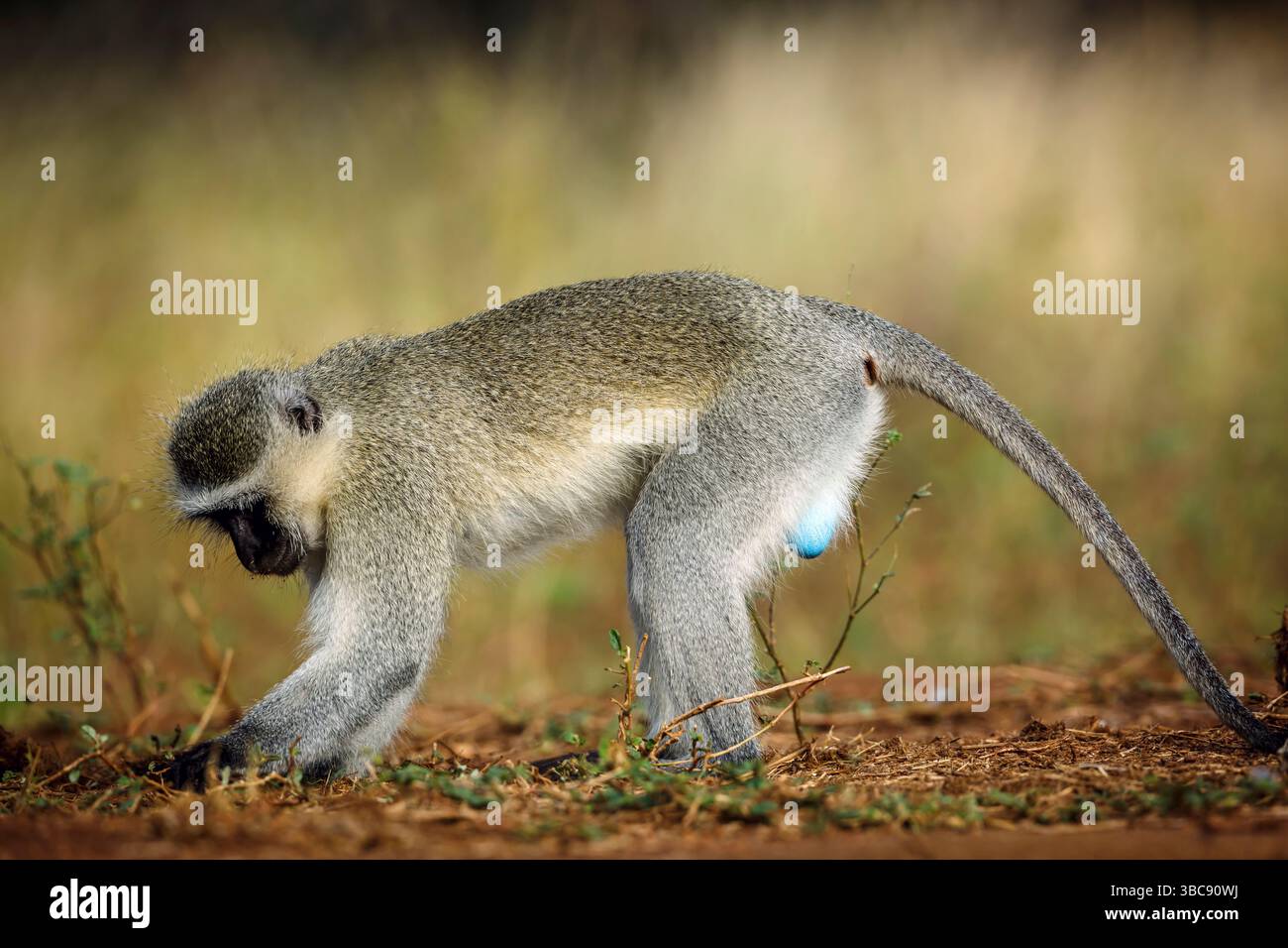 Vervet monkey male searching seeds on the ground in Kruger National ...