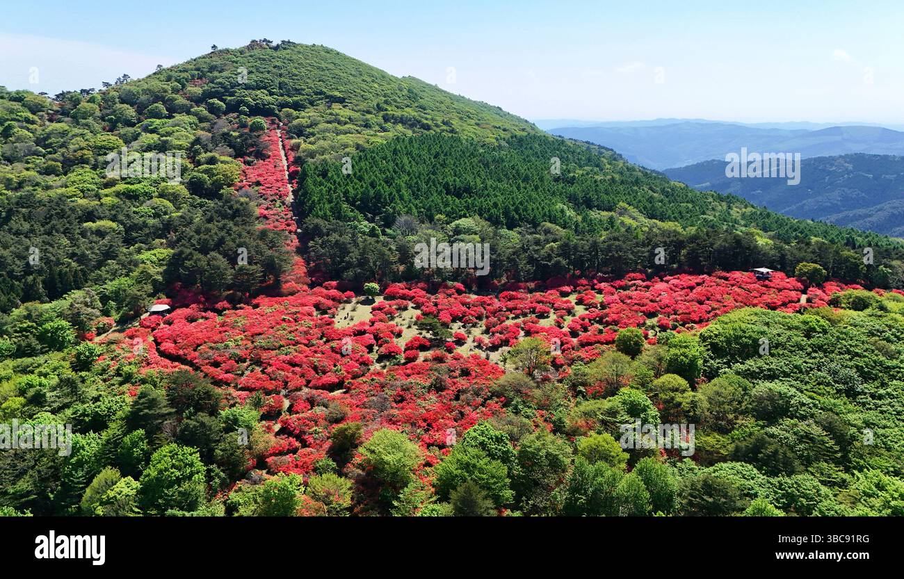 An aerial photo shows colorful azalea flowers in full bloom at ...