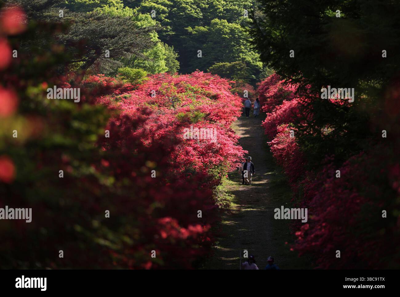 Colorful azalea flowers are in full bloom at Tokusenjo mountain in ...