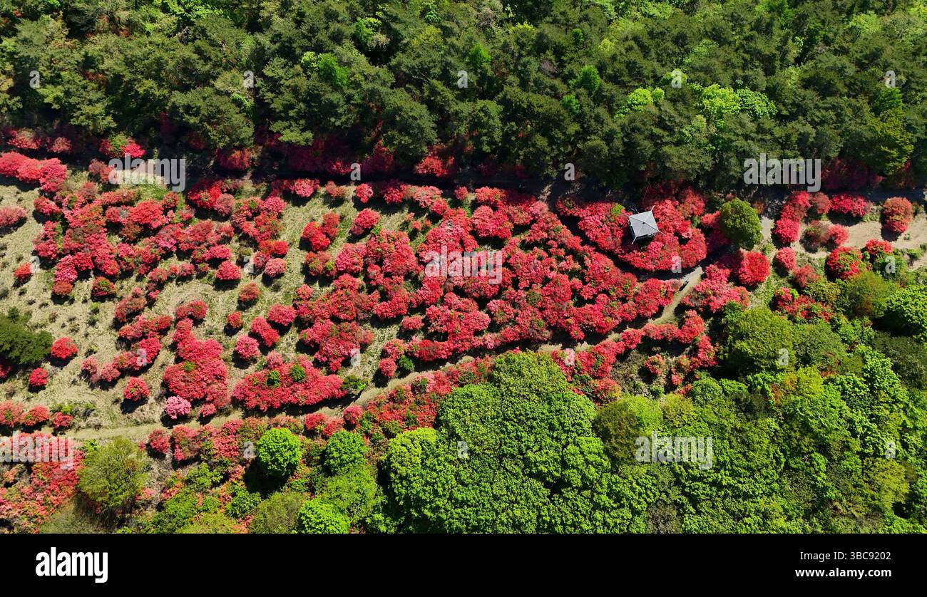 An aerial photo shows colorful azalea flowers in full bloom at ...