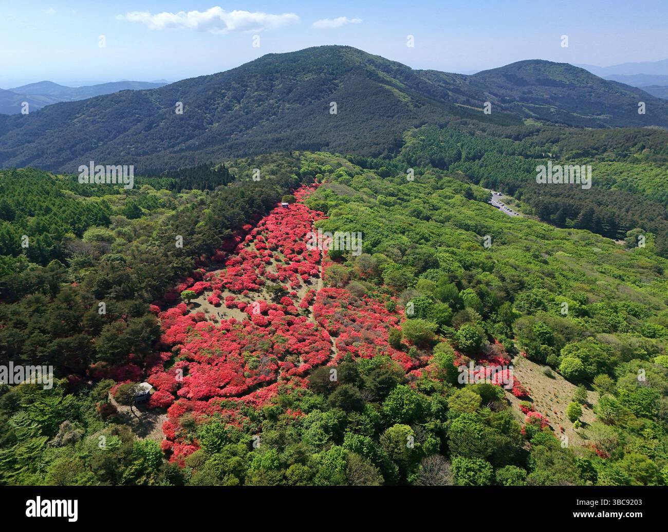 An aerial photo shows colorful azalea flowers in full bloom at ...