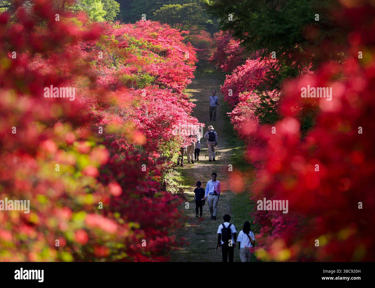 Colorful azalea flowers are in full bloom at Tokusenjo mountain in ...