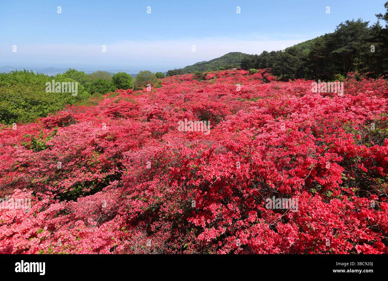 Colorful azalea flowers are in full bloom at Tokusenjo mountain in ...
