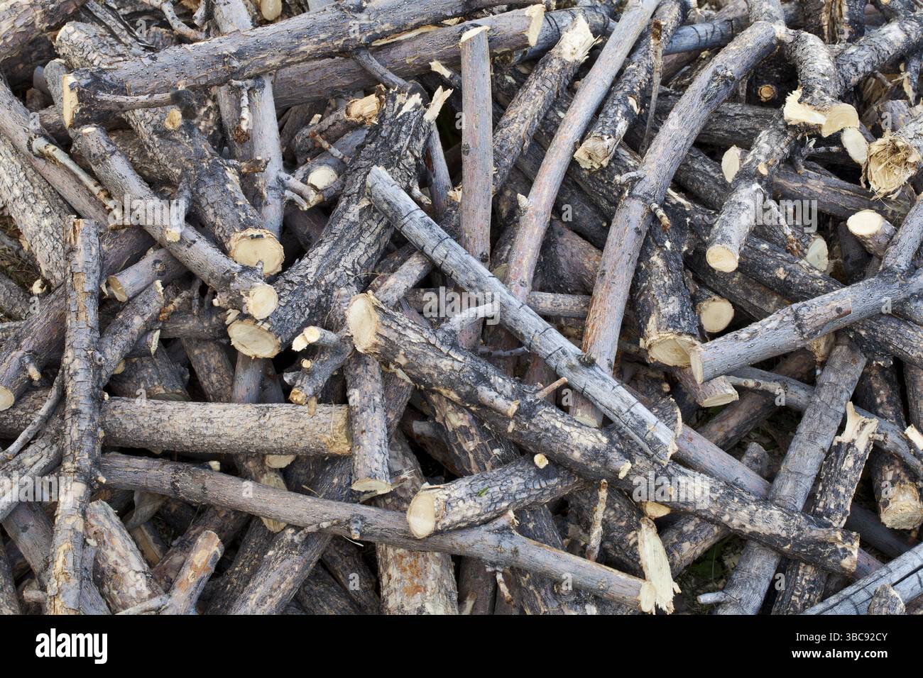 A pile of cut sticks and dried branches - backyard background Stock ...