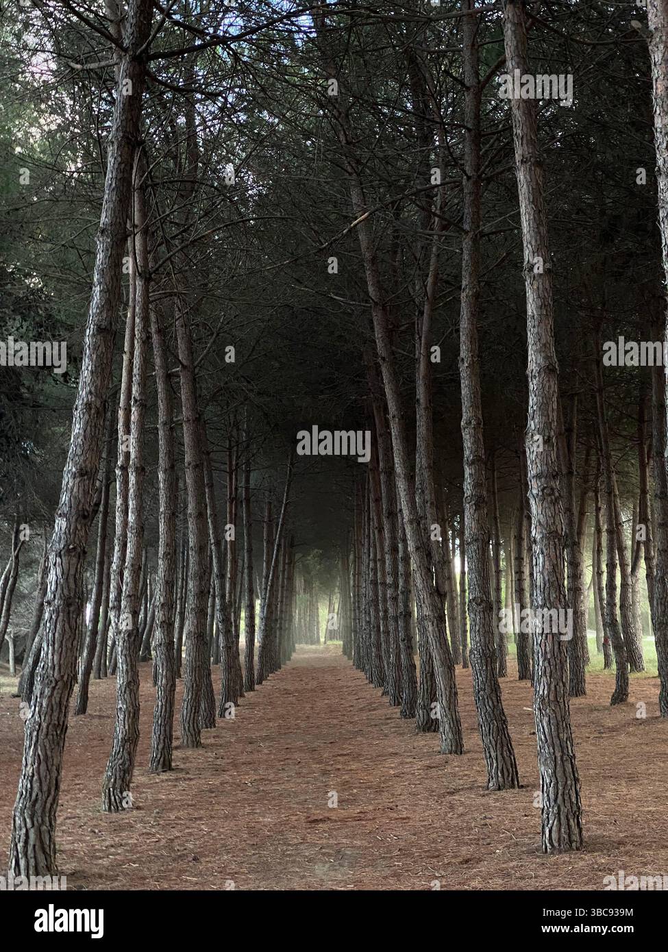 Pine forest path winding through aligned trees, forming natural ...