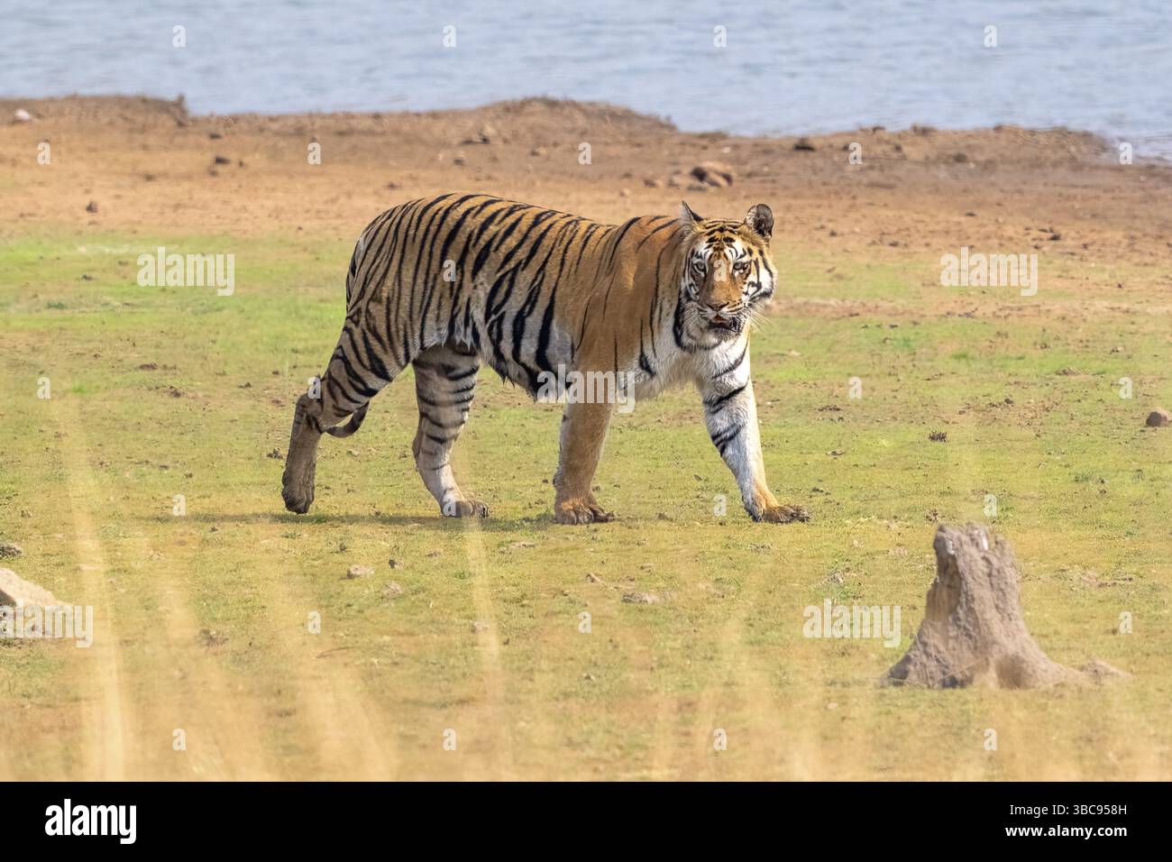 Tiger (Panthera tigris), Bengal tiger or Indian tiger, big cat ...
