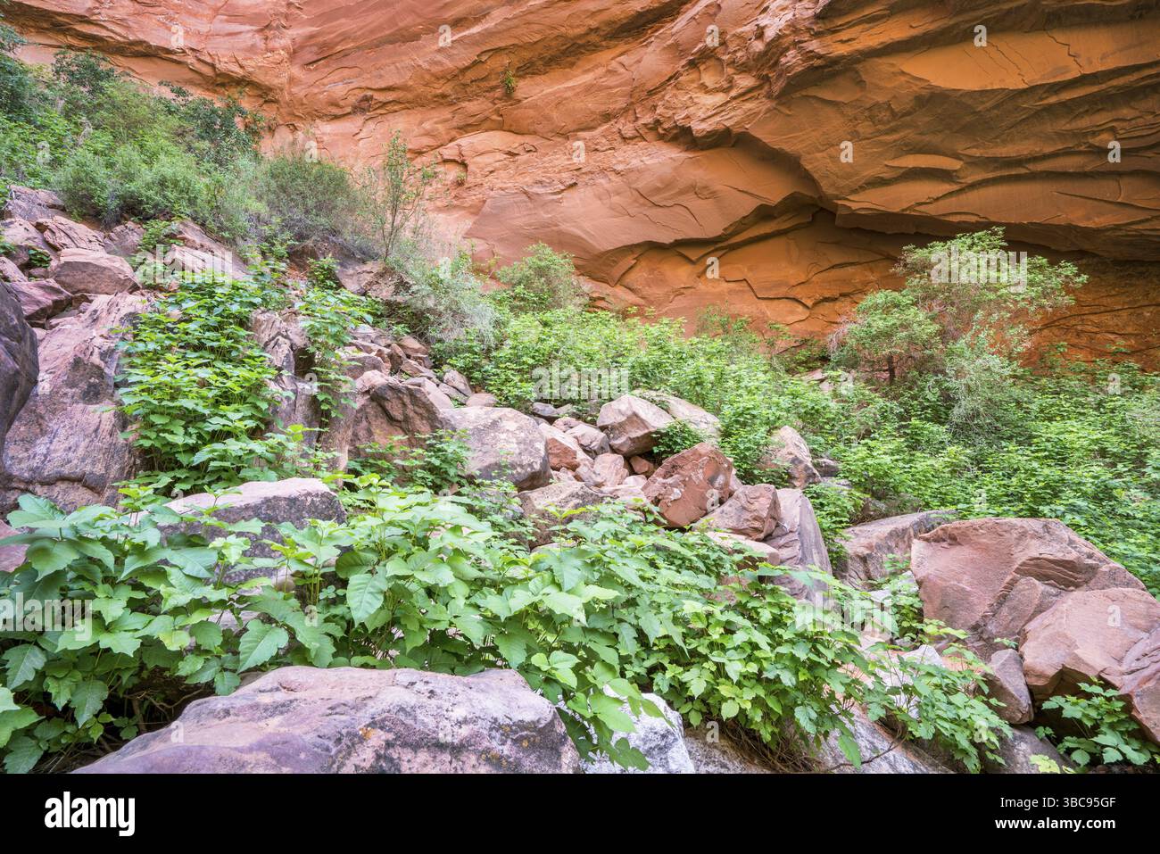 Poison ivy (Toxicodendron radicans) growing in abundance at a bottom of ...