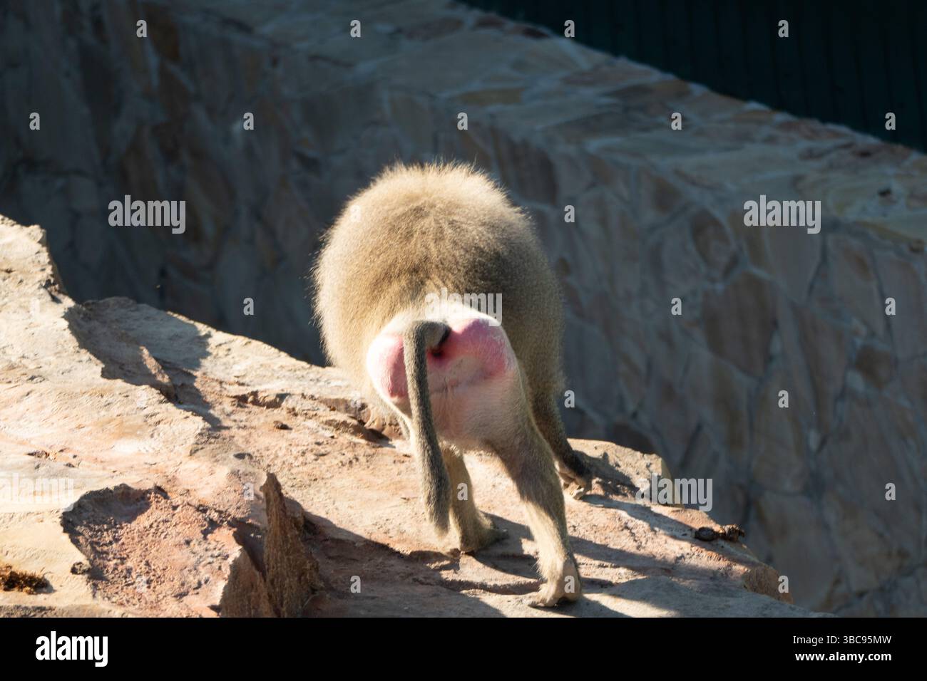 Baboon Tail Zoo Enclosure Walking Stock Photo - Alamy