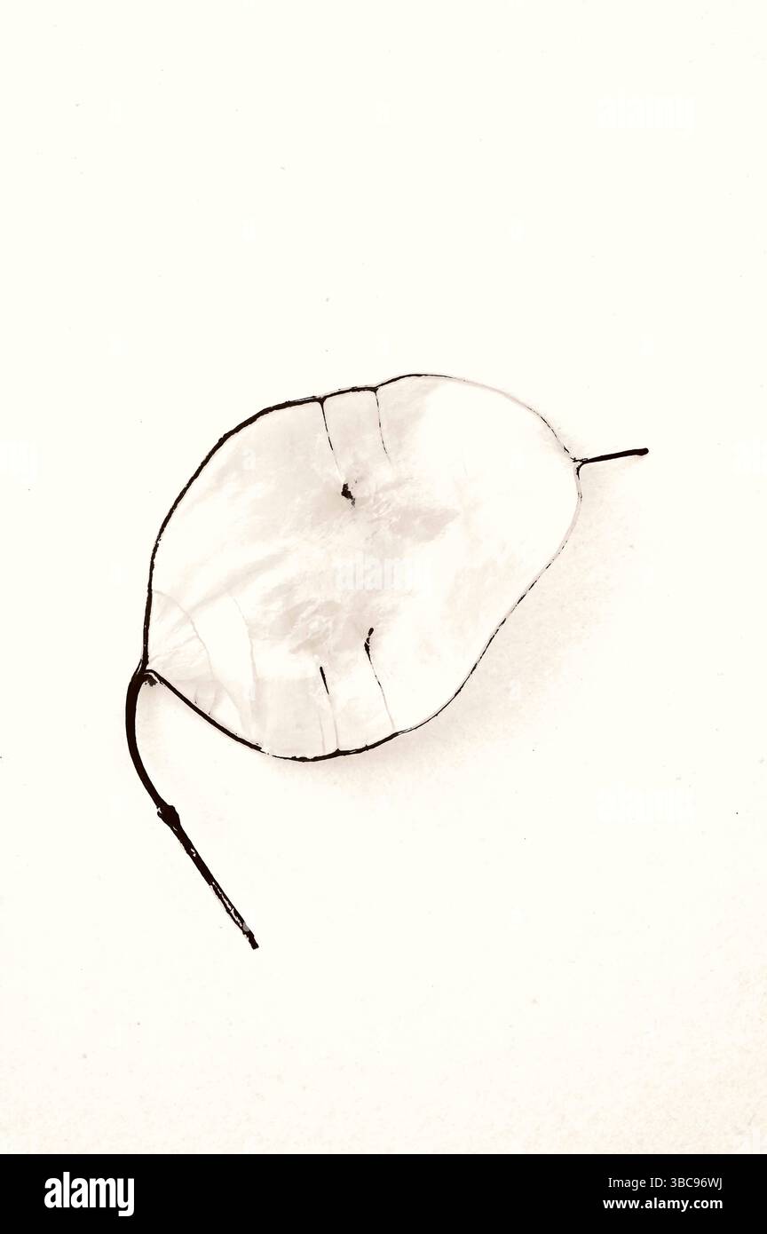 Dried silver disc hi-res stock photography and images - Alamy