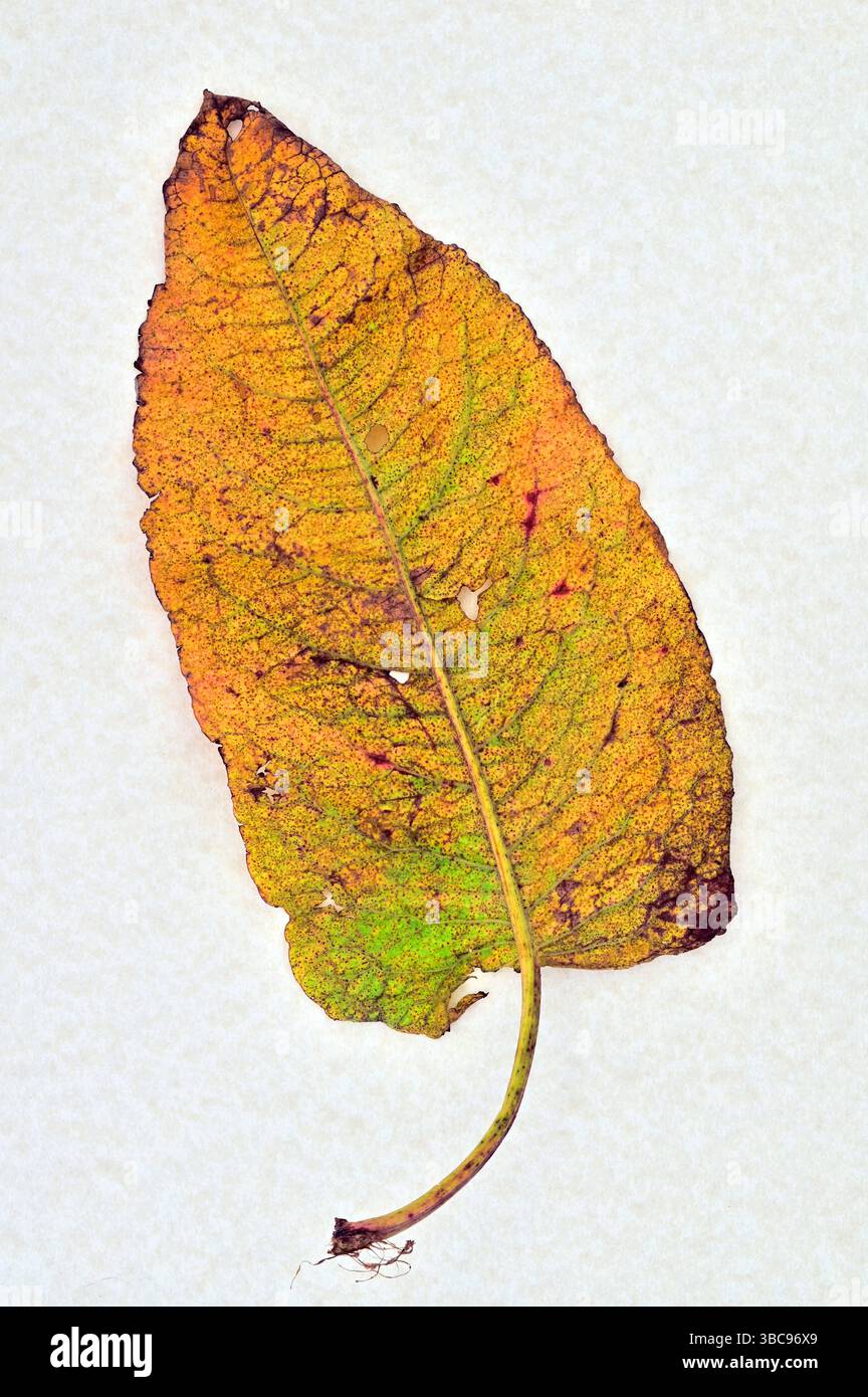 Single yellow and green leaf of Broad leaved dock Stock Photo - Alamy