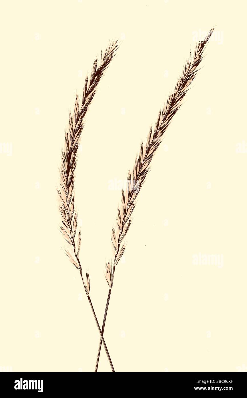 Sepia image of two stems of dried Perennial rye grass with plain ...