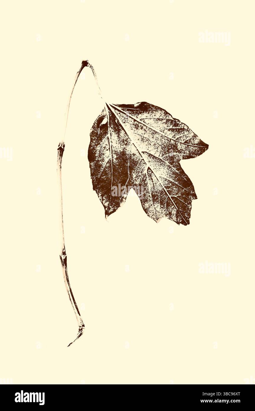 Graphic sepia image of drooping leaf and stem of autumn Guelder rose ...