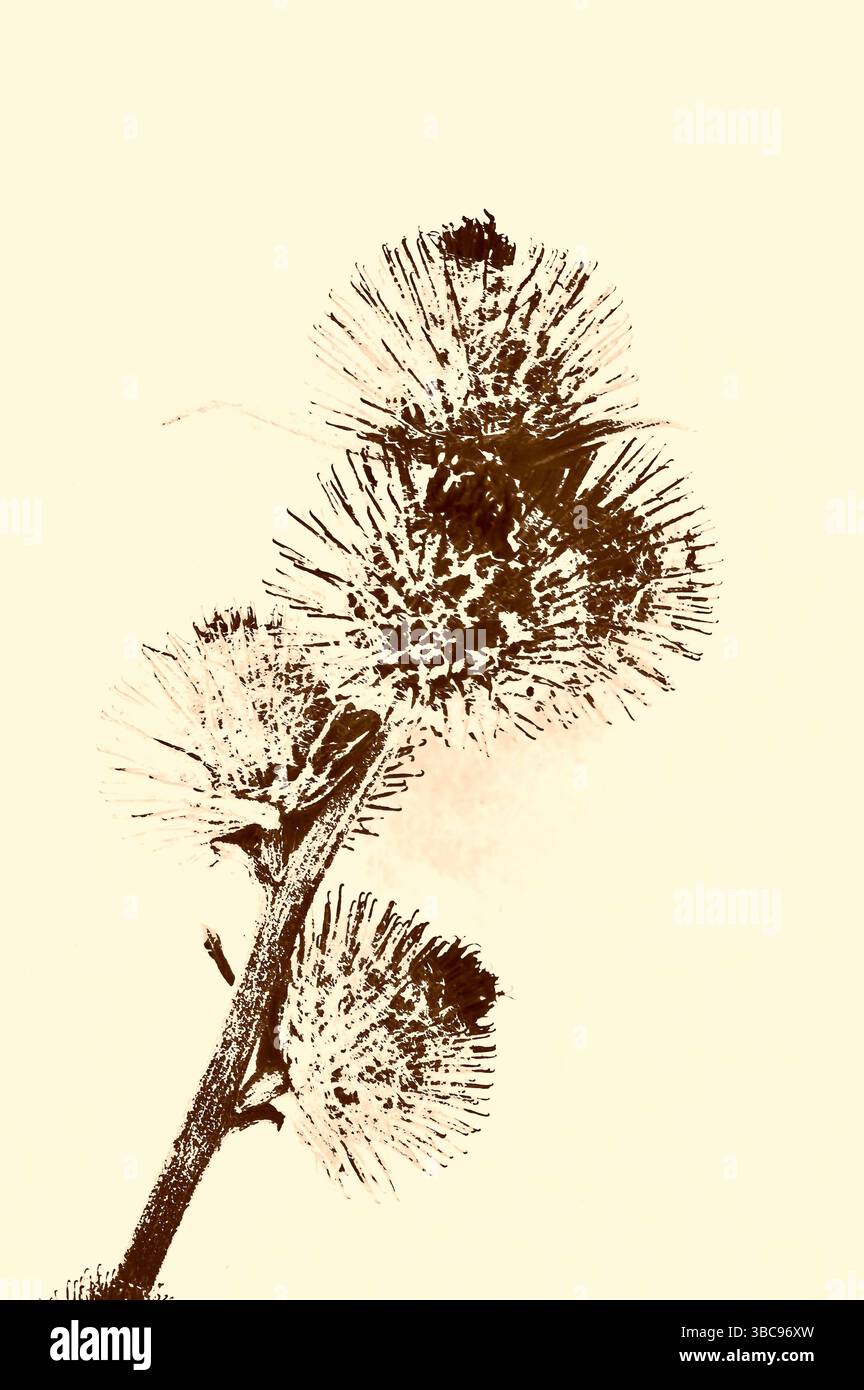 Graphic sepia image of stem of dry prickly seedheads of lesser burdock ...