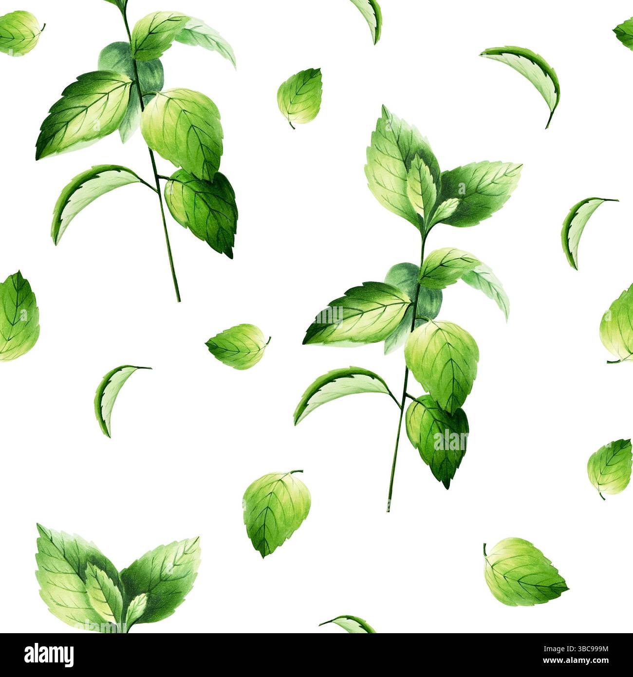 Seamless pattern sprigs of fresh mint. Watercolor hand drawn herb ...