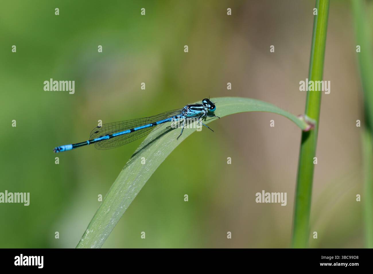 Damsel fly blue male with U shape on 2nd segment behind thorax has ...