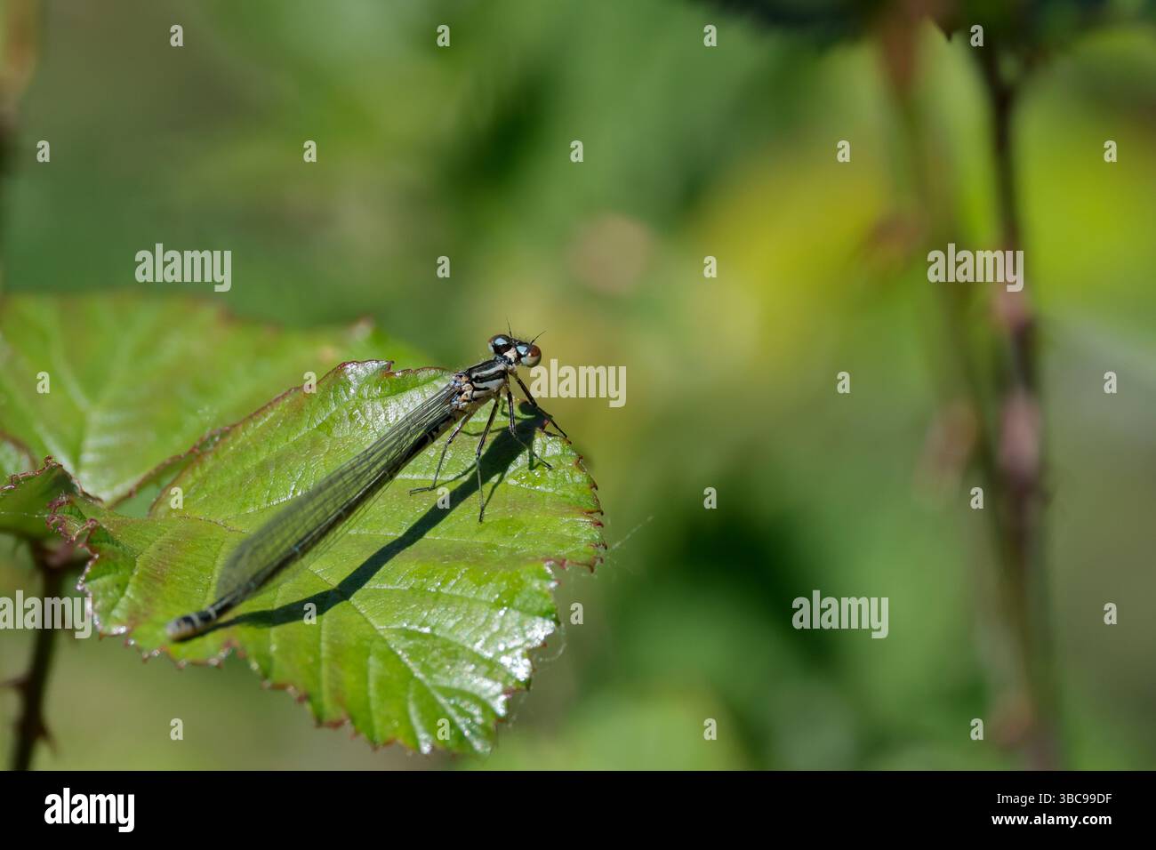 Closed wings along body hi-res stock photography and images - Alamy