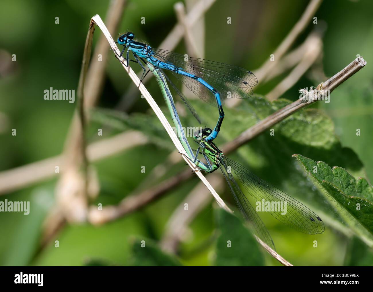 Damsel flies coupled together mating blue male with U shape on 2nd ...