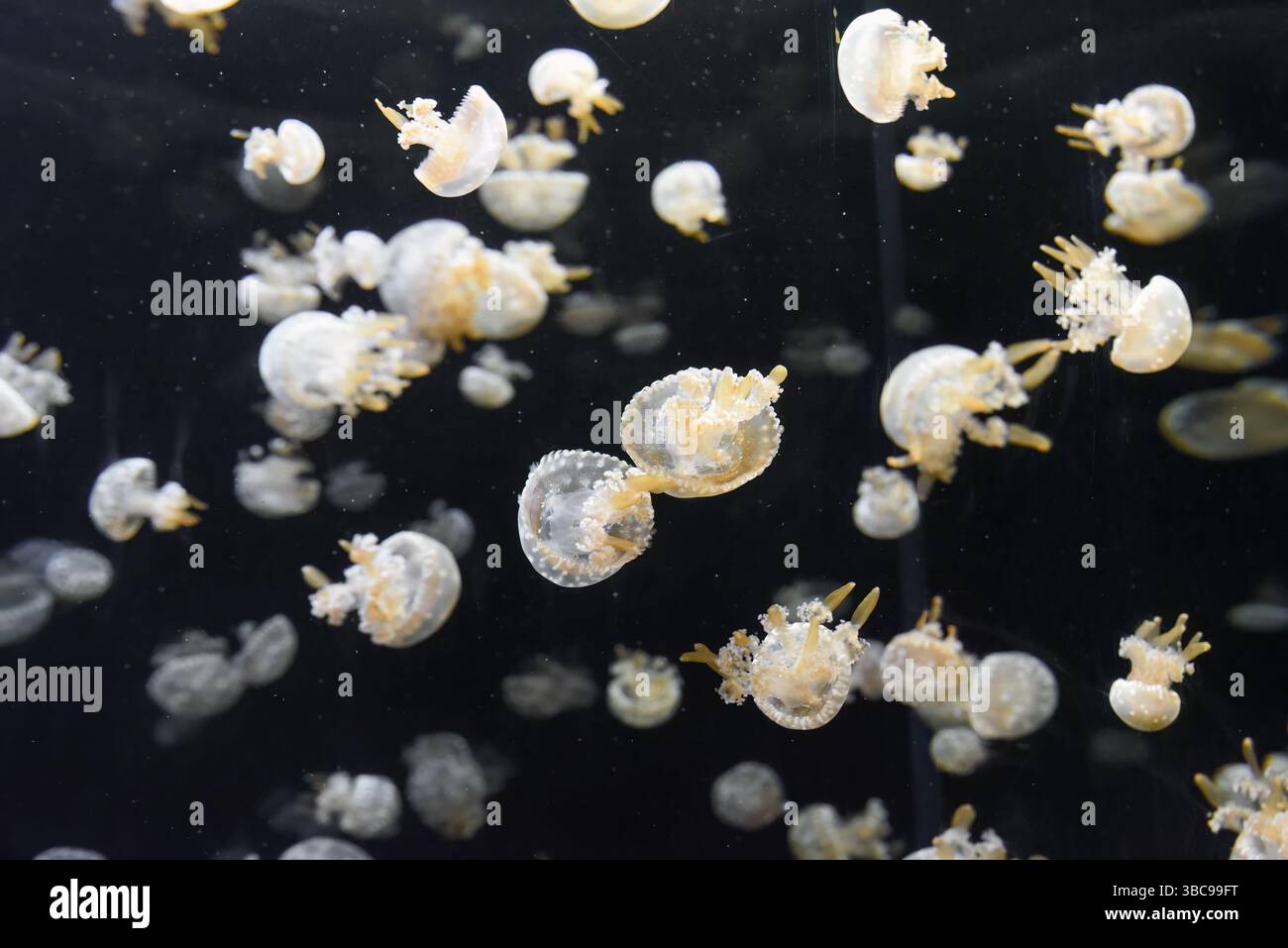 Bloom of lagoon jellyfish swimming in black water. Semi-transparent ...