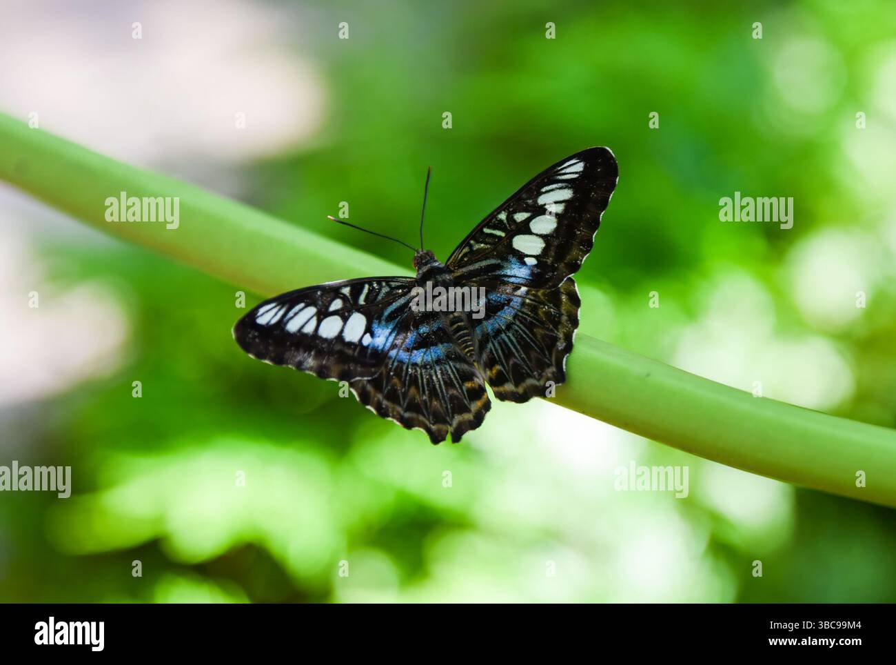 Parthenos sylvia butterfly with blue wings perches on a green flower ...