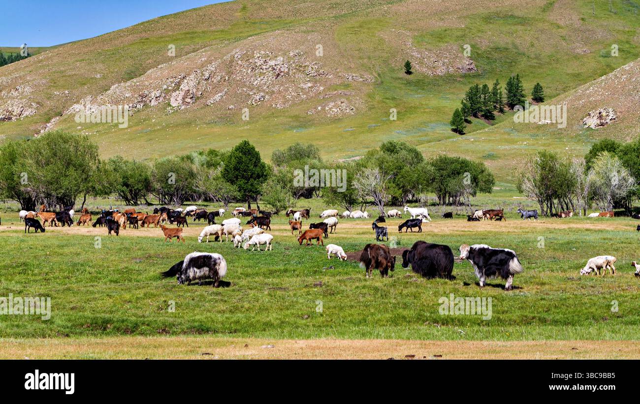 Yak animals in mongolia Stock Photo - Alamy