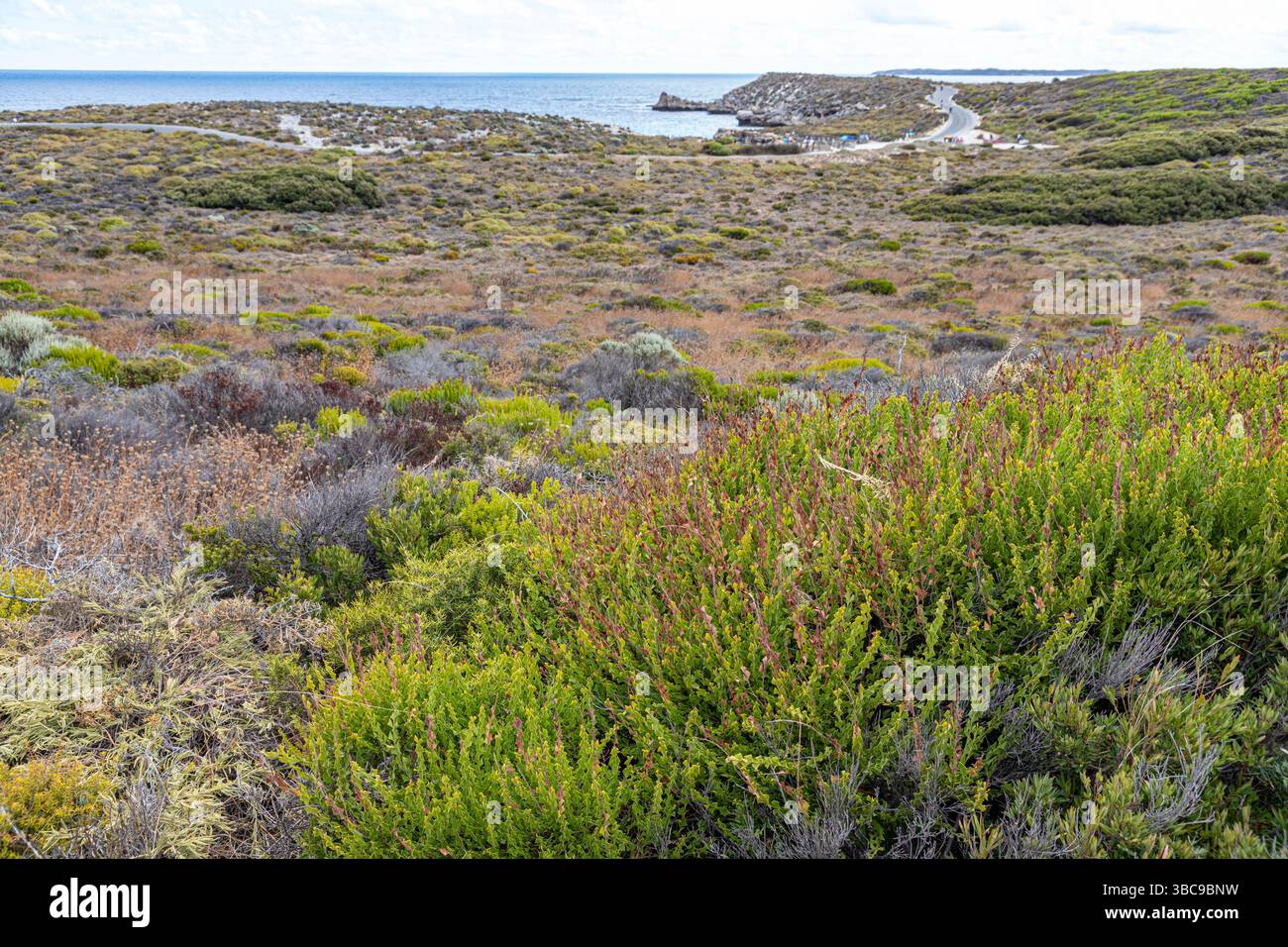 Scrubland looking towards Little Salmon Bay on Rottnest Island ...