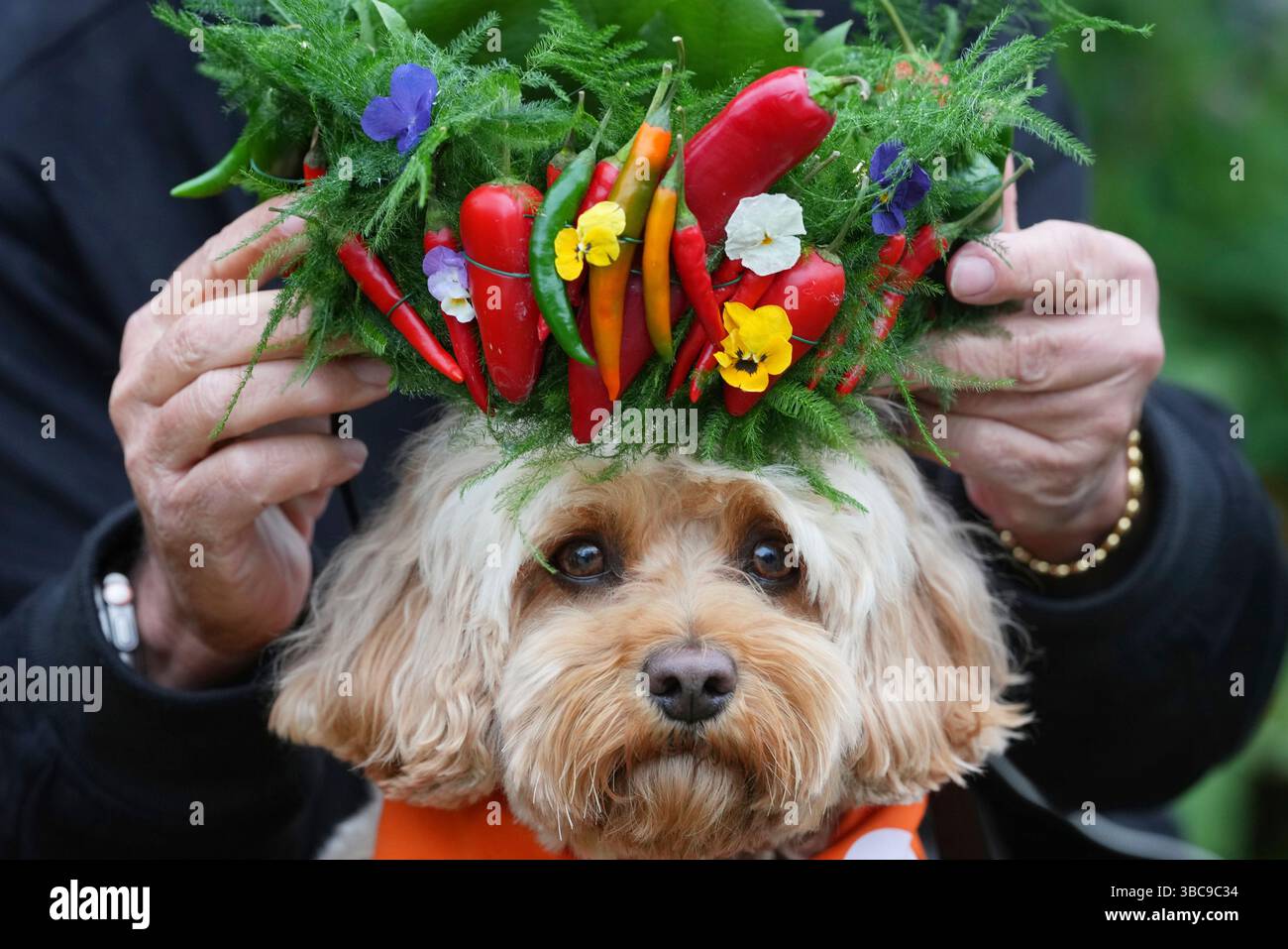 Chilli the dog wears has a chilli hat placed on his head in the BBC ...