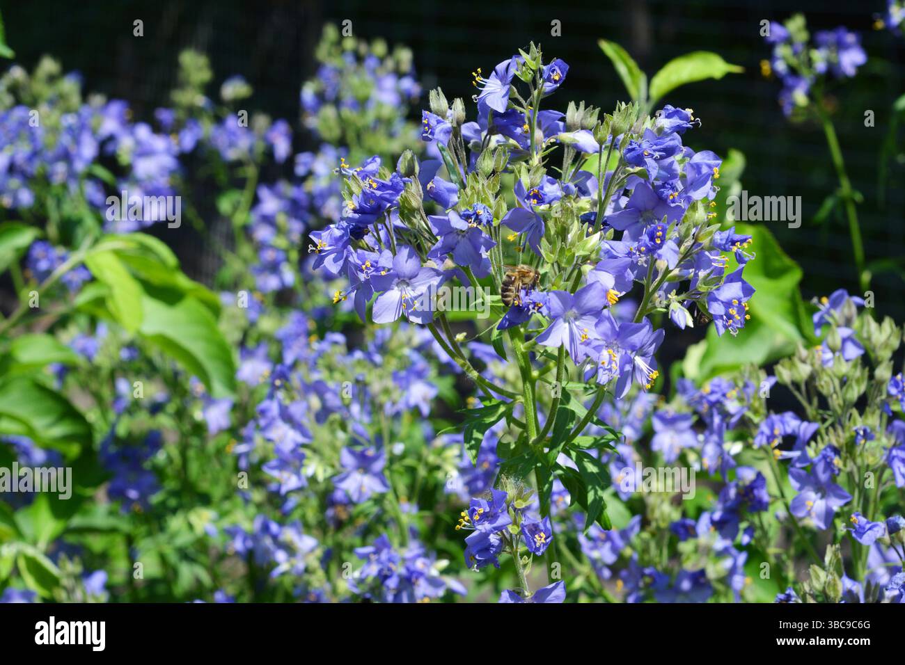 Blue Pearl, Jacob's Ladder flowers with honey bee. Beautiful pollinator ...