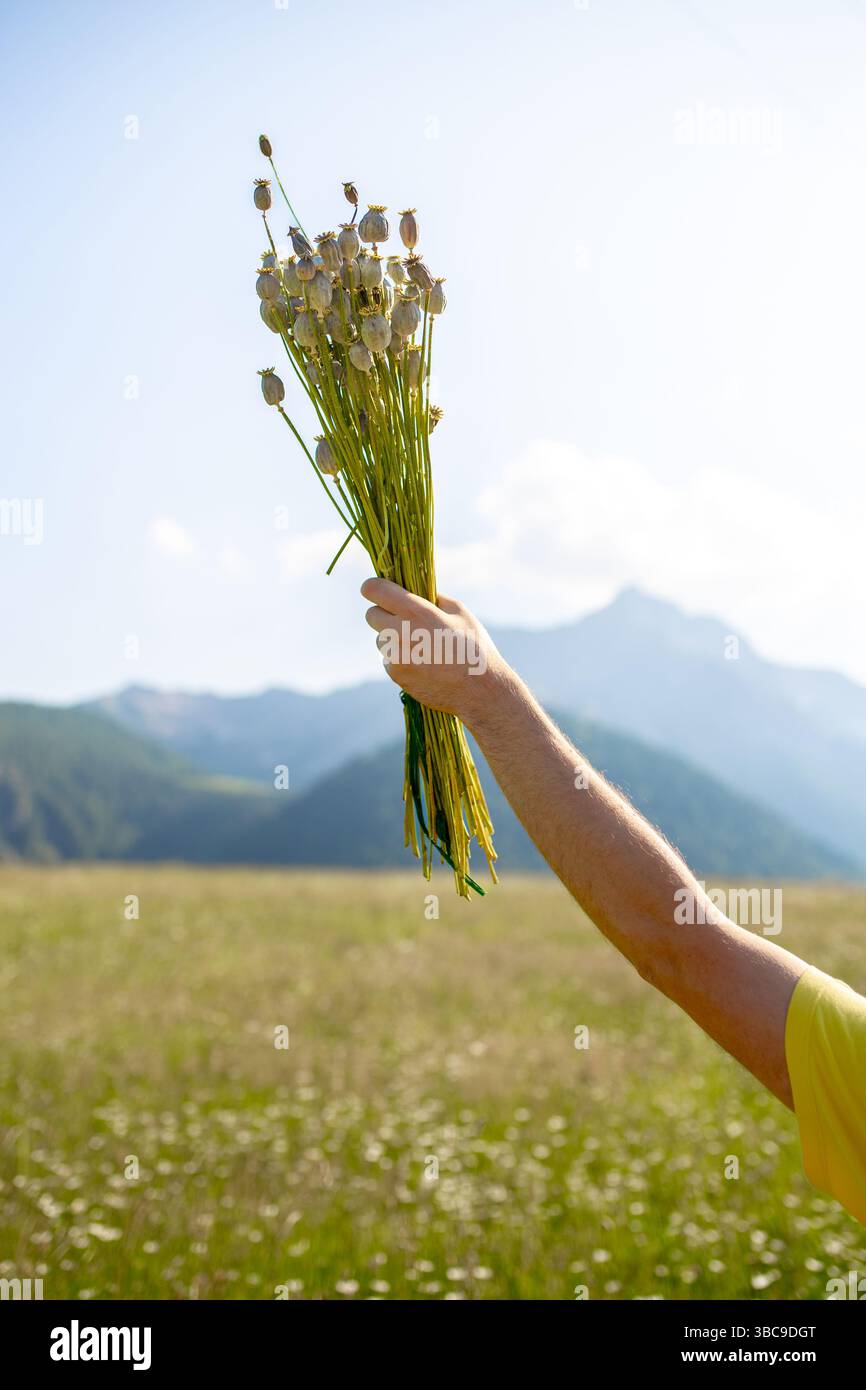 Green dried flax pods hi-res stock photography and images - Alamy