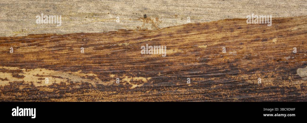 Thai banana paper background, Banana Plank Paper is created by piecing ...