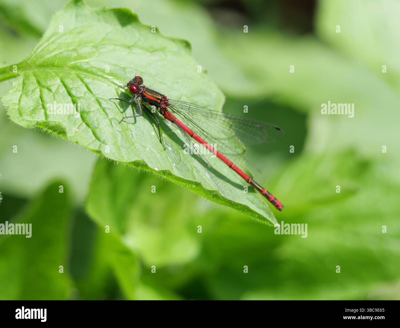 Macro photograph of a large red damselfly Pyrrhosoma nymphula a red ...