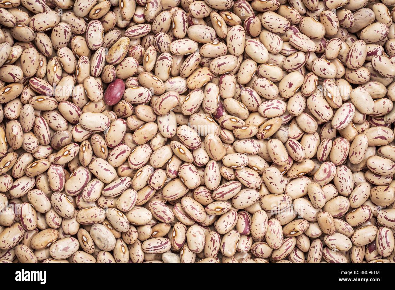 Background and texture of crimson cranberry beans (similar to pinto ...