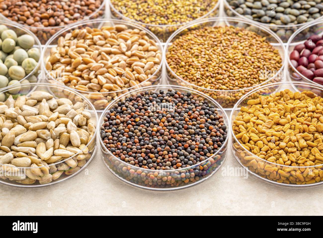 Set of organic sprouting seeds and beans in Petri dishes, focus on a ...