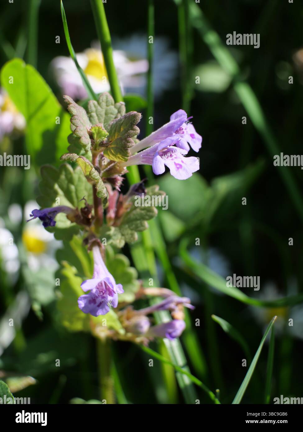 Macro shot of the flowers of a ground ivy Glechoma hederacea Stock ...