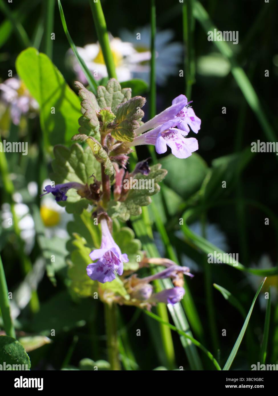 Macro shot of the flowers of a ground ivy Glechoma hederacea Stock ...