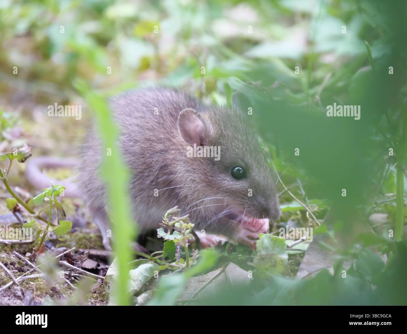 Eats mice hi-res stock photography and images - Alamy