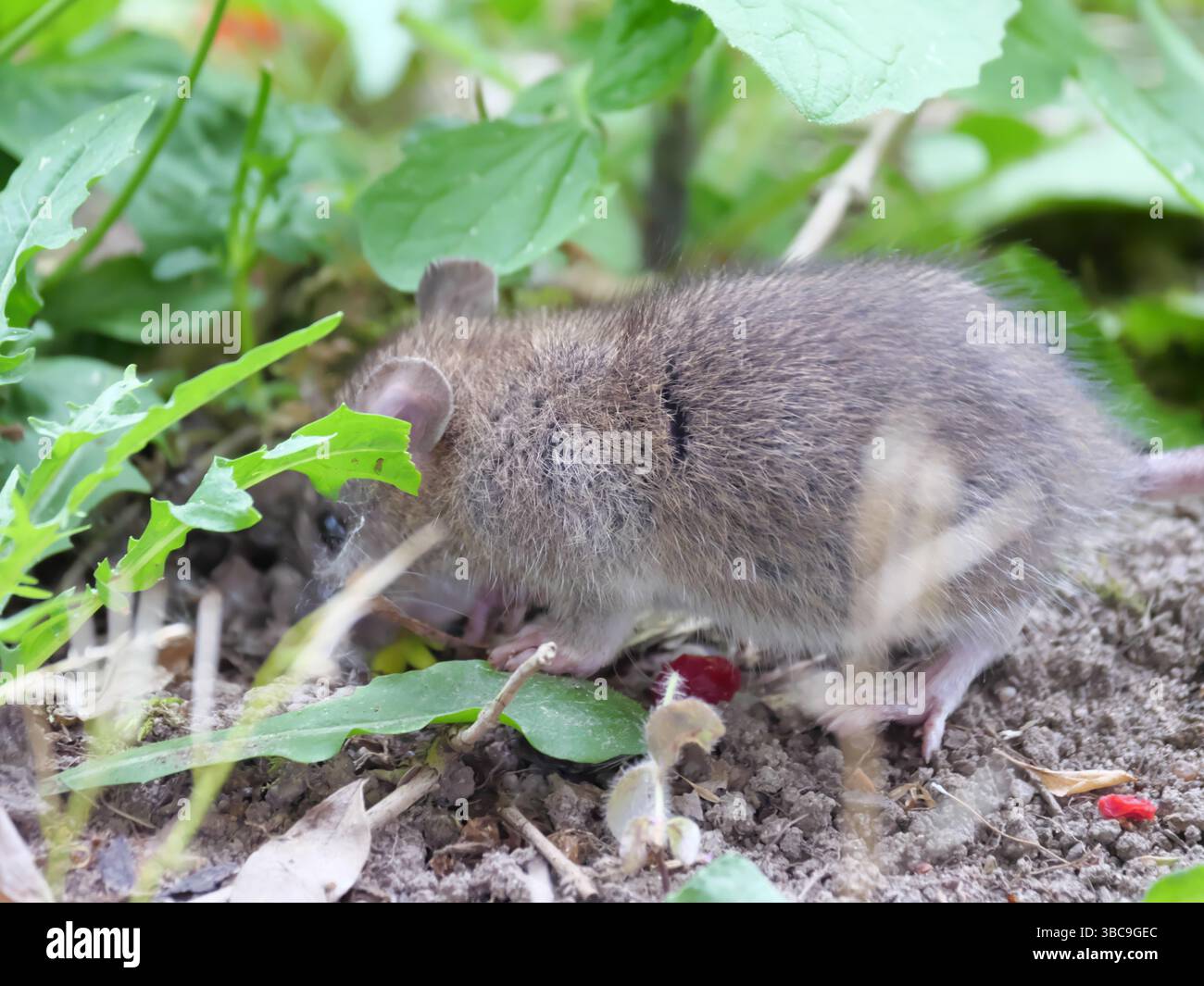 Eats mice hi-res stock photography and images - Alamy