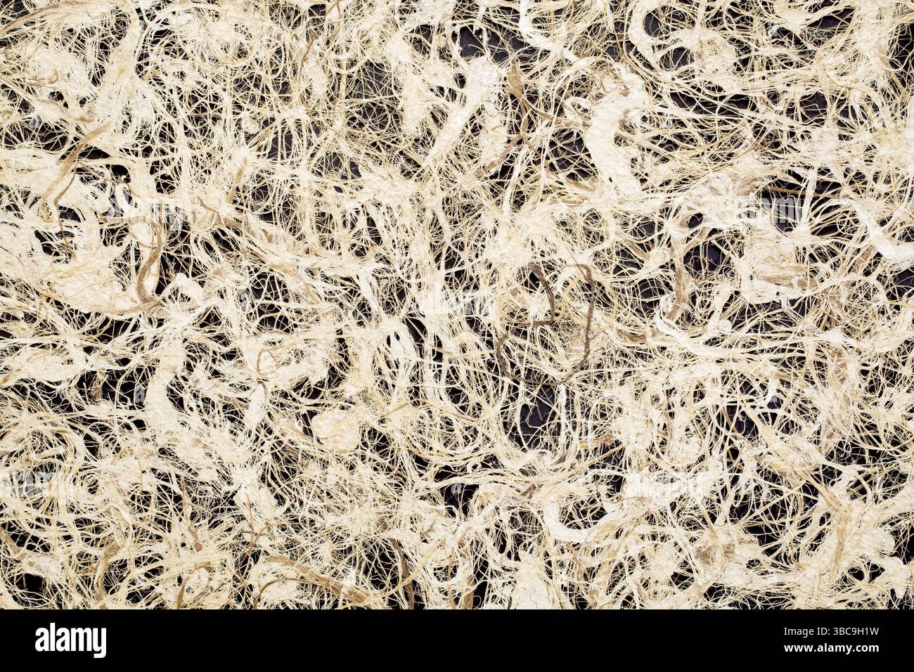 Amate bark paper with lace design against black background. This ...