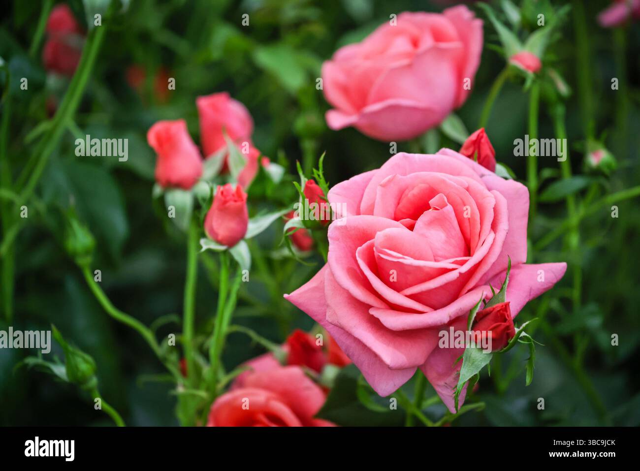 London, UK. 19th May, 2025. The new 'Catherine's Rose' at Harkness ...