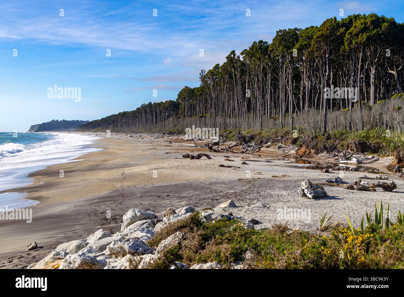 Bruce Bay New Zealand, Rimu forest trees along Maori beach where forest ...