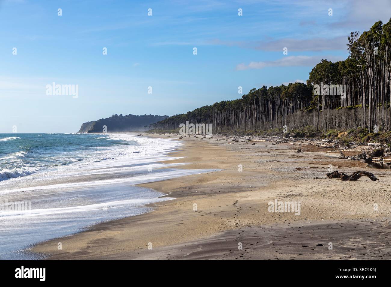 Bruce Bay New Zealand, Rimu forest conifer trees along Maori beach ...
